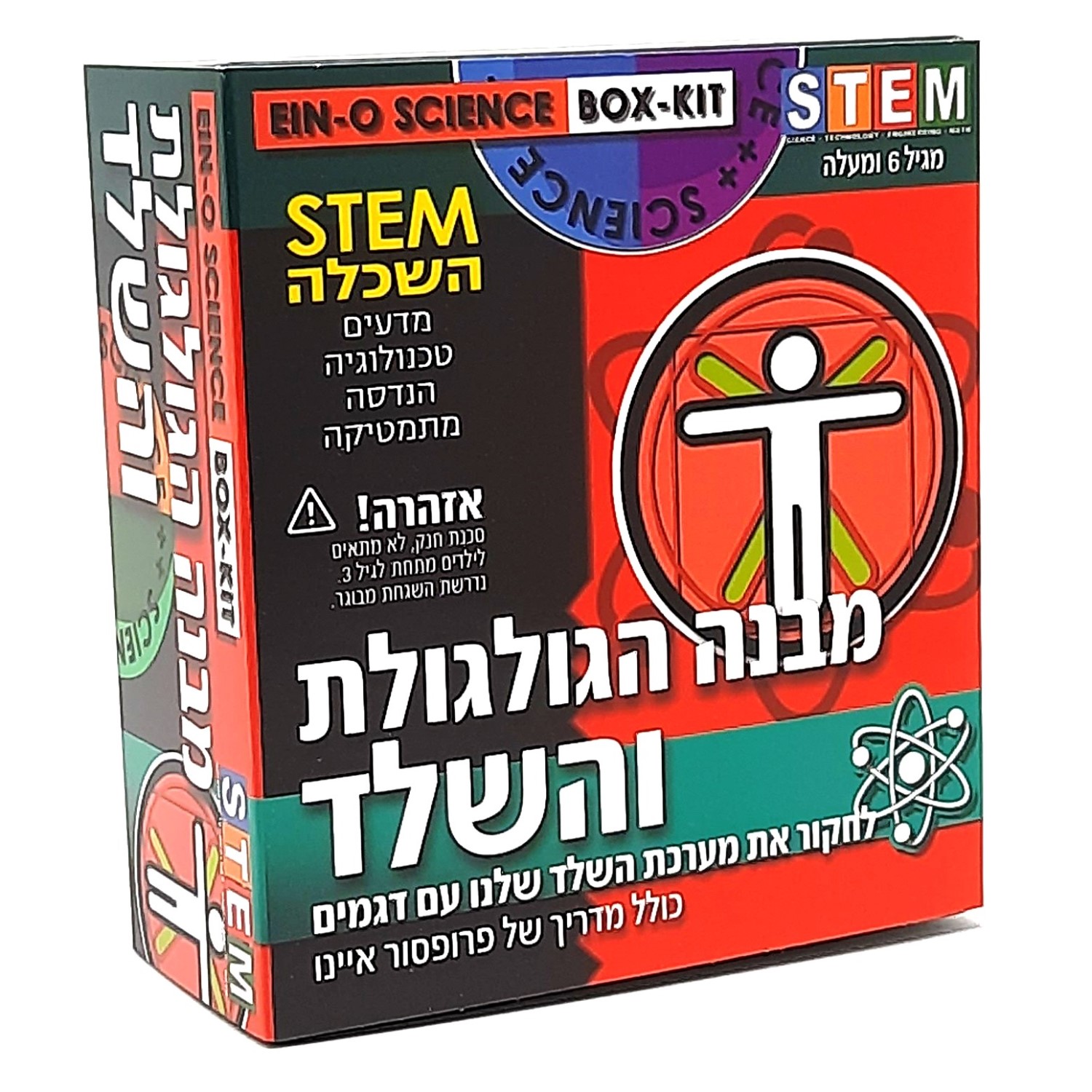 מבנה הגולגולת והשלד